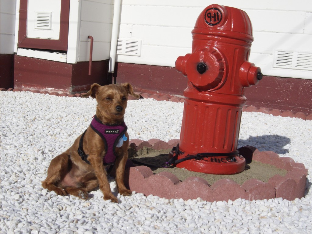 Fire Hydrants: An Ode – Will My Dog Hate Me?